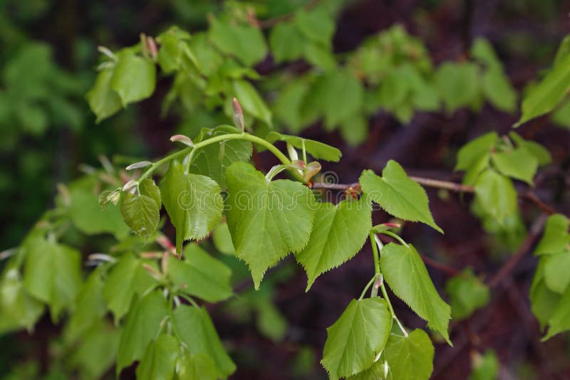 The First Leaves on the Trees Bloom in the Spring Stock Photo - Image ...