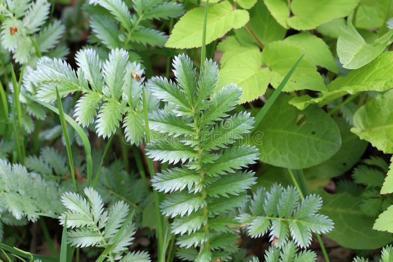 The First Leaves on the Trees Bloom in the Spring Stock Image - Image ...
