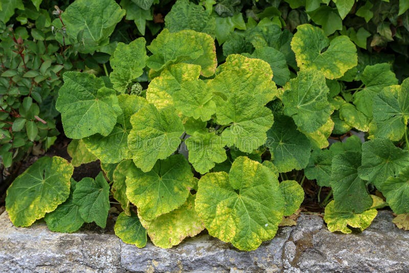 The First Leaves on the Trees Bloom in the Spring Stock Photo - Image ...