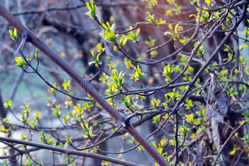 The First Leaves on the Trees Stock Photo - Image of growth, nature ...