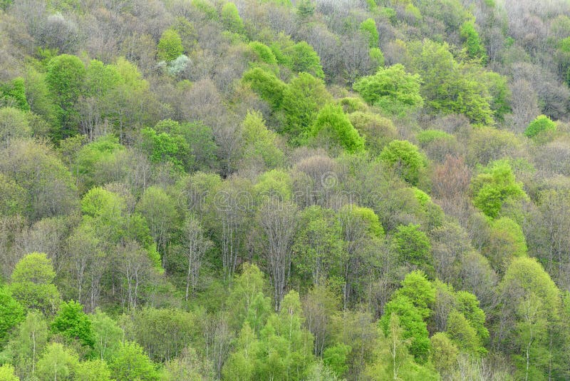 First Leaves on Trees in a Mountain Forest in Spring Stock Photo ...