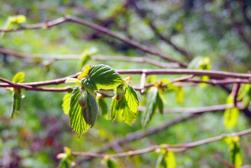 The First Leaves on the Trees Stock Photo - Image of flora, outdoor ...