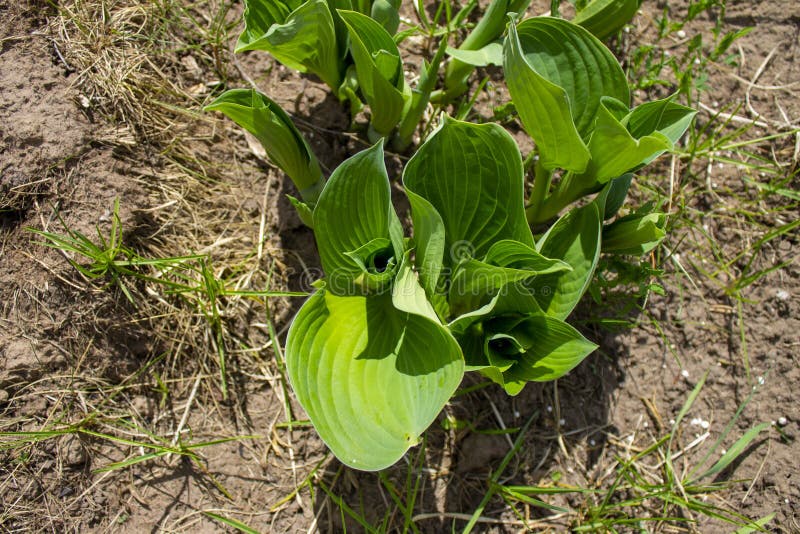 The First Leaves And Buds Of Syringa In Spring. The Buds Of Lilac ...