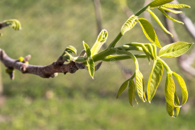 The First Leaves of a Young Walnut Grow in Spring. Close-up Stock Image ...