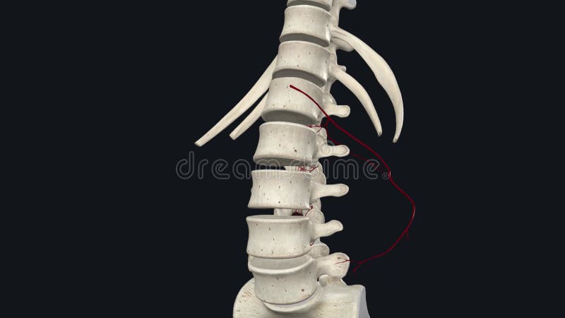 The First Left Lumbar Artery Passes Posterior To the Left Crus of the ...