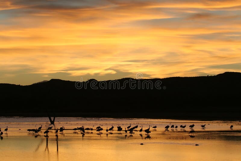 First Light stock photo. Image of hunting, cranes, birds - 21153234