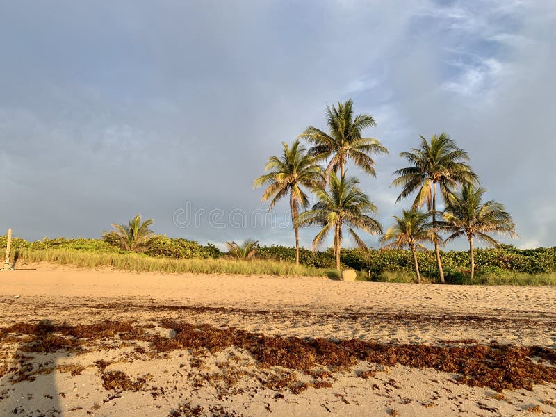 First Light at Dania Beach in Broward, Florida Stock Photo - Image of ...