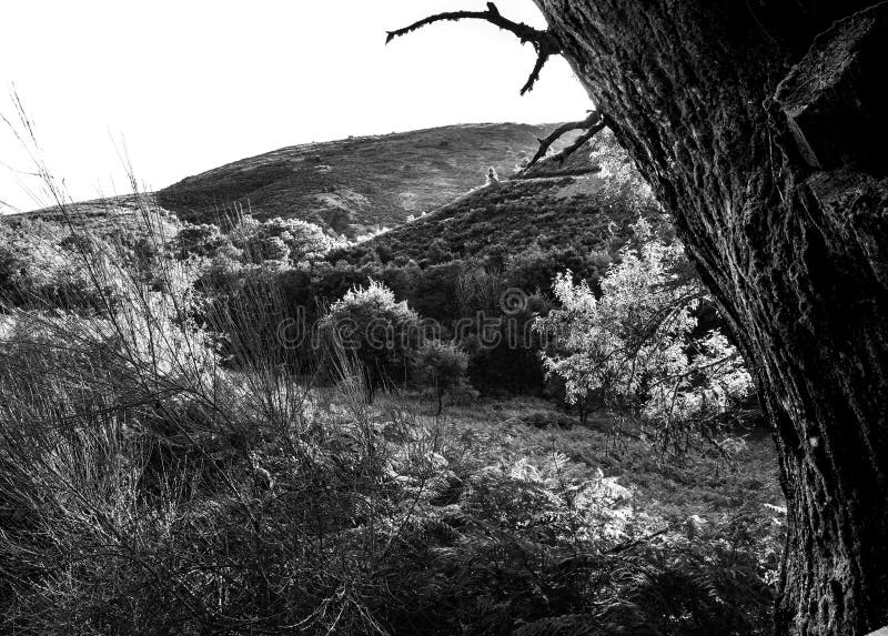 First Light of Dawn on a Mountain Full of Vegetation and a Tree with ...