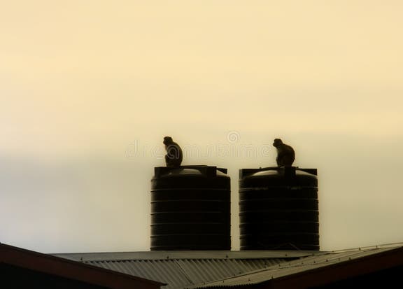 First light of day. stock image. Image of bleary, double - 91944903