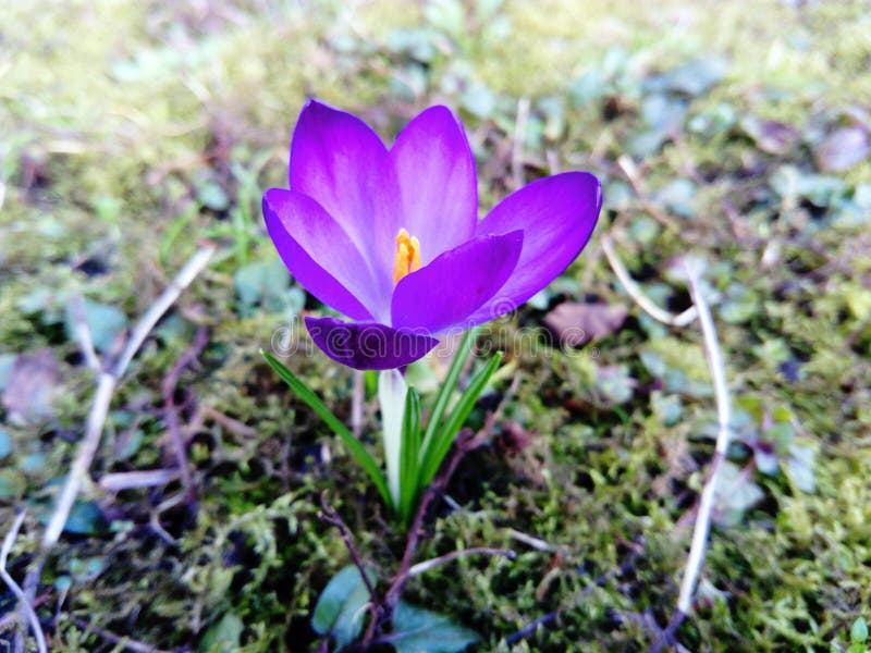 First lilac crocus stock image. Image of march, moss - 174303737
