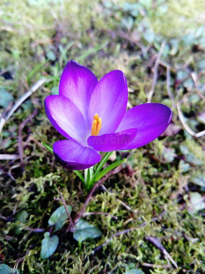 First lilac crocus stock image. Image of moss, young - 174303643