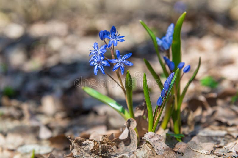 First Little Blue Spring Flowers in the Park. Stock Photo - Image of ...