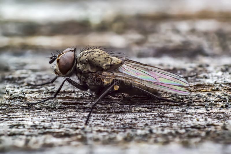 First Little Fly in Spring Season Stock Photo - Image of green, biology ...
