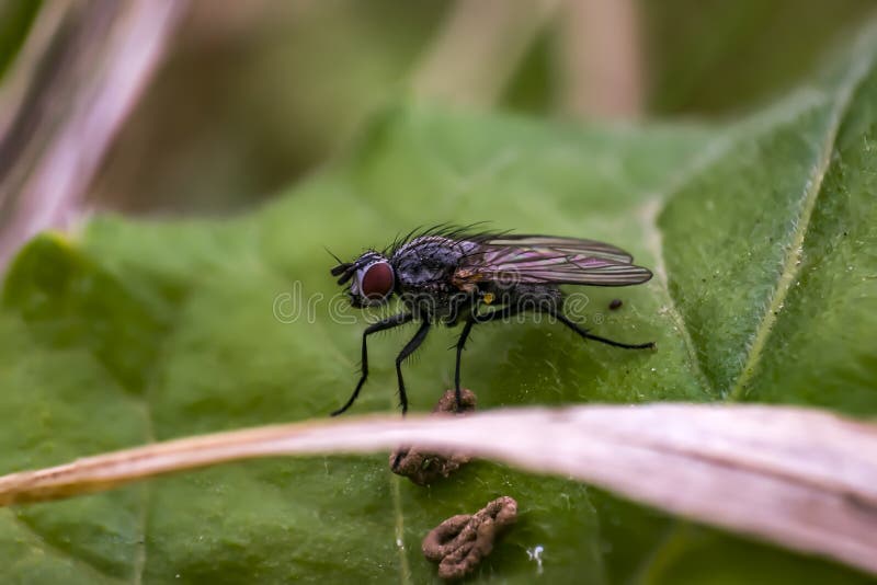 First Little Fly in Spring Season Stock Photo - Image of colored ...