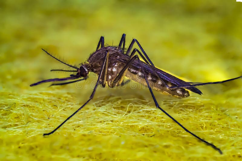 First Little Fly in Spring Seasons Stock Image - Image of closeup ...