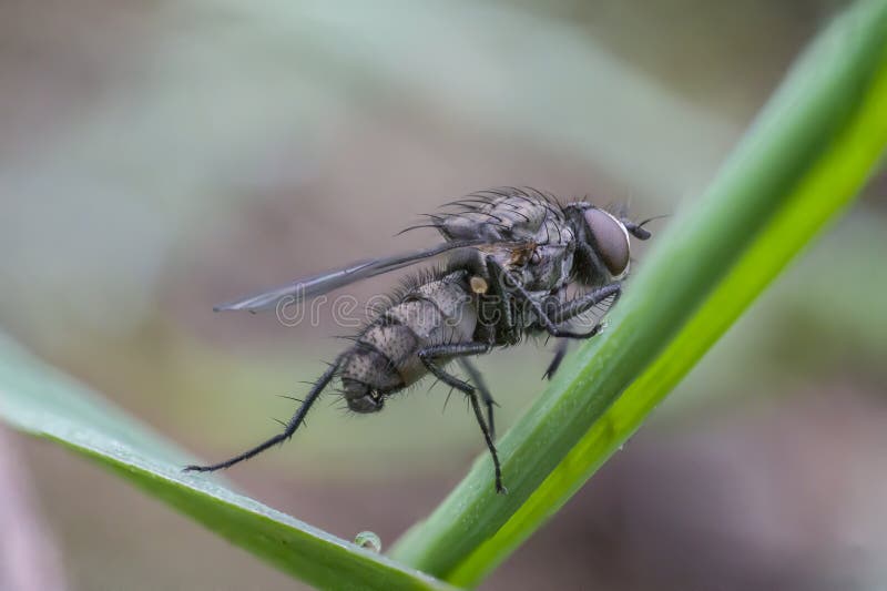 First Little Fly in Spring Season Stock Image - Image of disbelief ...
