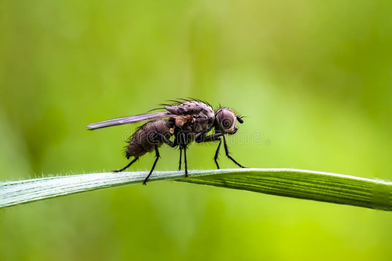 First Little Fly in Spring Season Stock Image - Image of rotting, leaf ...