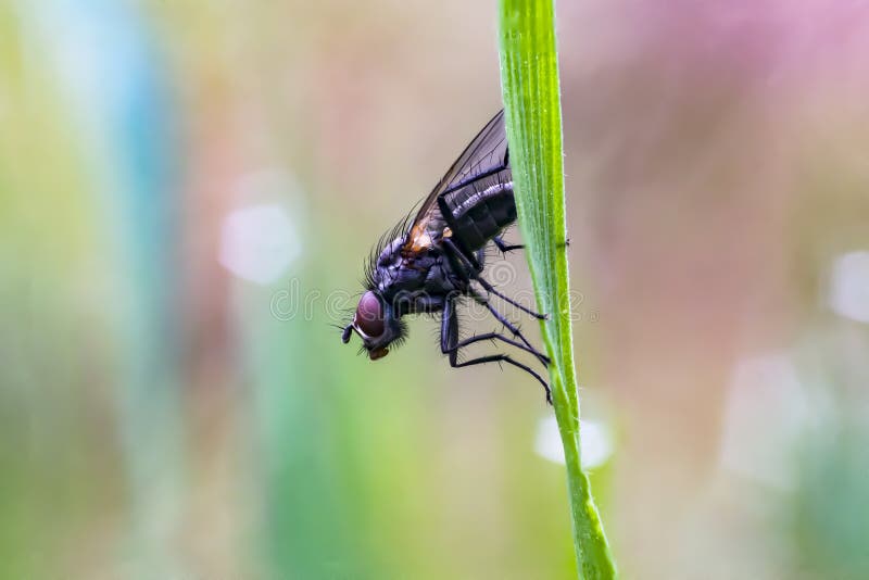 First Little Fly in Spring Season Stock Image - Image of summer ...