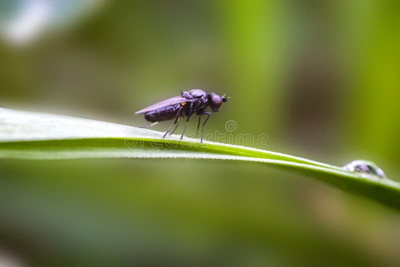 First Little Fly in Spring Season Stock Photo - Image of animal, blue ...