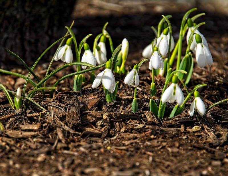 First flowers of spring stock photo. Image of forst - 365436846