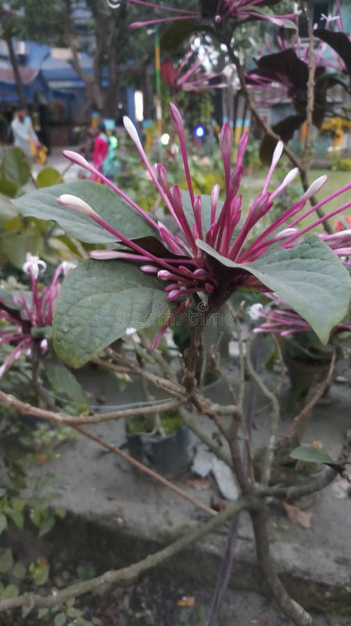 First Love Plant Red Flower Every Day Stock Photo - Image of love ...