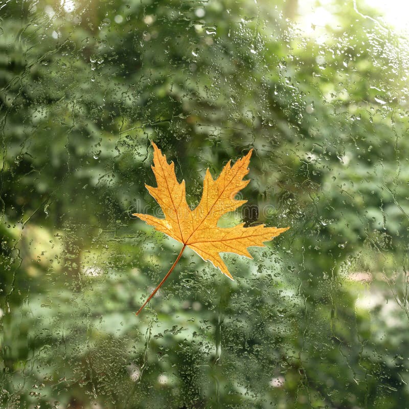 Beginning of autumn stock image. Image of drops, rain - 271748065