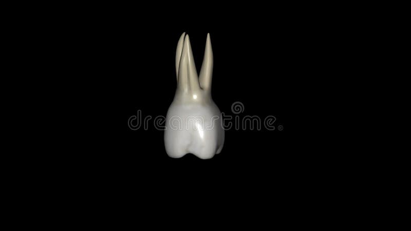 Primul Molar Maxilar Este Singurul Dinte Al Molarilor Maxilari Stock ...