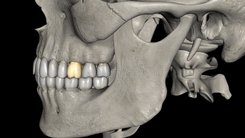 Primul Molar Maxilar Este Singurul Dinte Al Molarilor Maxilari Stock ...
