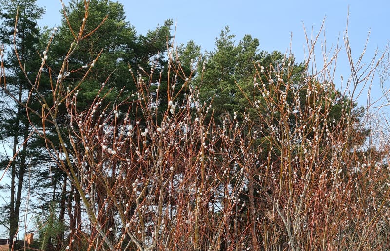 Messengers of the spring stock image. Image of messengers - 272862273