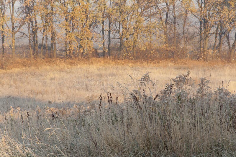 First Morning Frost on a Lawn and Dry Fallen Maple Leaves. Close-up ...
