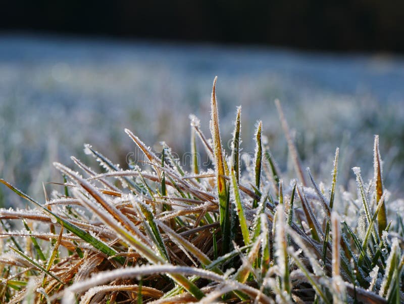 First Morning Frost on the Grass of a Meadow Stock Image - Image of ...