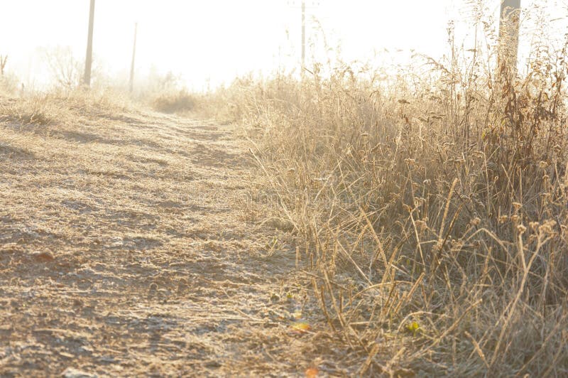 First Morning Frost on a Lawn and Dry Fallen Maple Leaves. Close-up ...