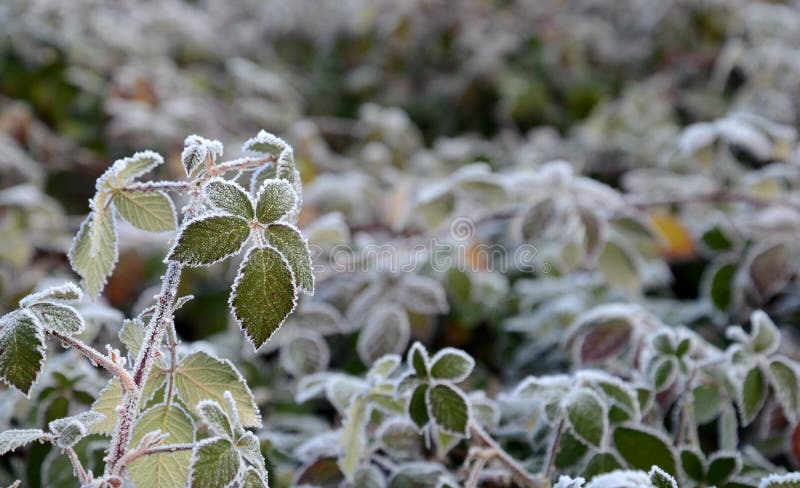 First Morning Frost on a Plants, Stock Image - Image of macro, lawn ...