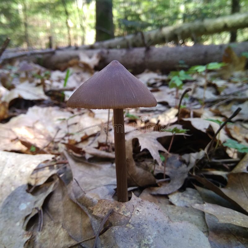 The First Mushroom in the Spring Forest Stock Image - Image of rest ...