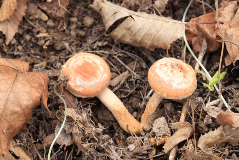 The First Mushrooms Appeared in the Spring Forest. they are Bright and ...