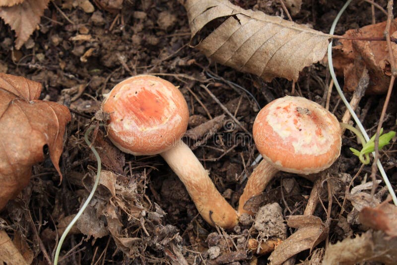 The First Mushrooms Appeared in the Spring Forest. they are Bright and ...