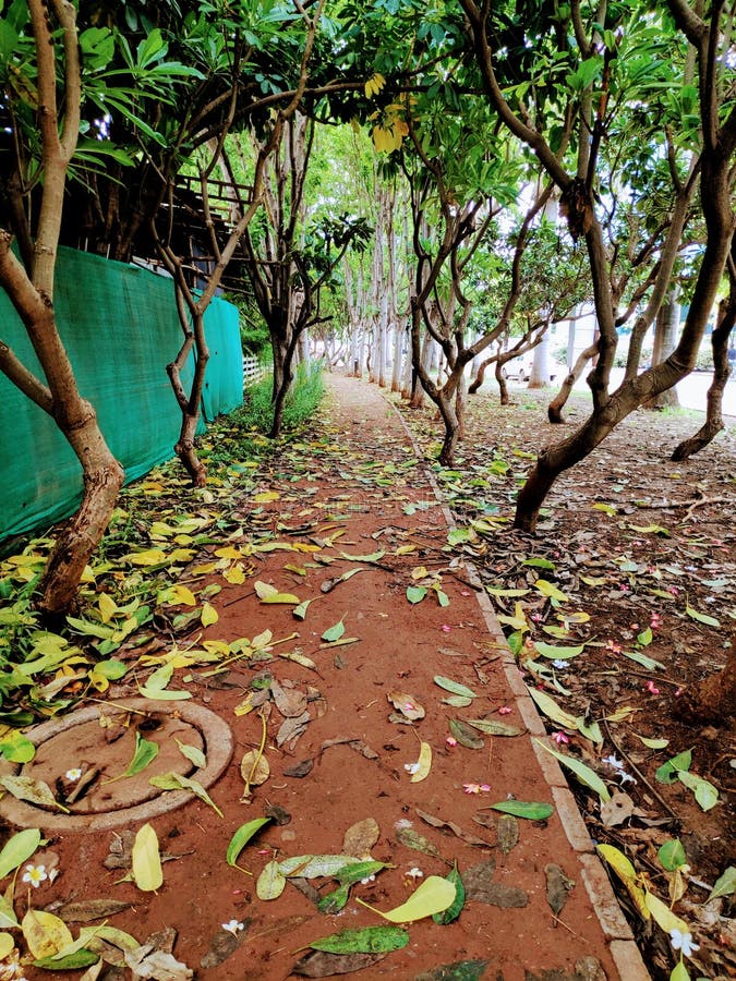 First natural collection stock photo. Image of wild - 152389586