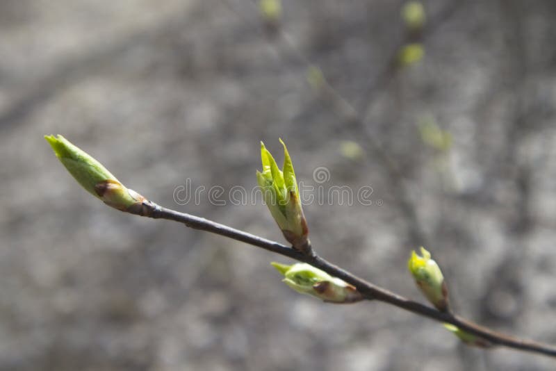 First New Spring Foliage Buds Appearing on Branch Stock Image - Image ...