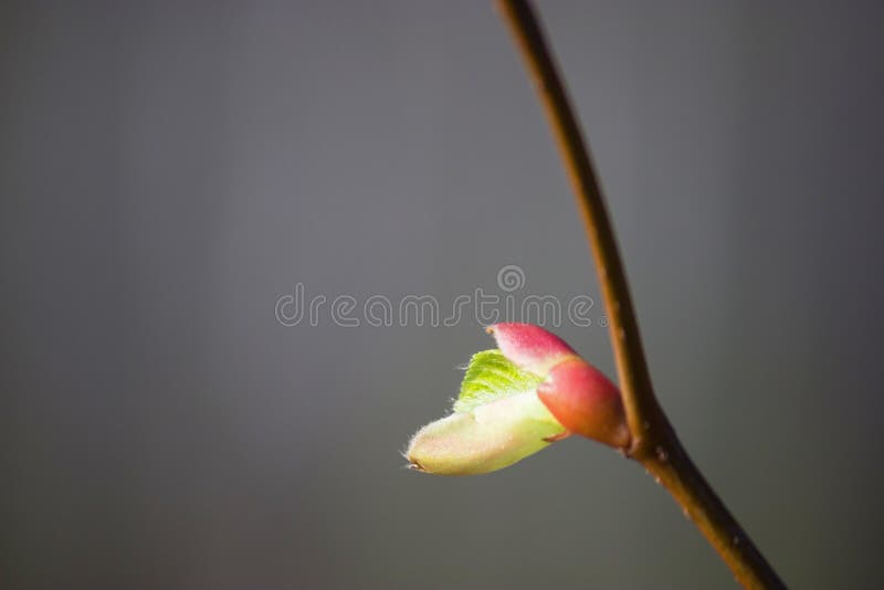 First new spring leaves stock image. Image of forest - 105575237
