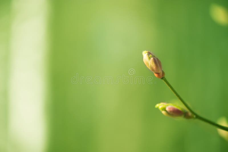 First new spring leaves stock photo. Image of bright - 105575478