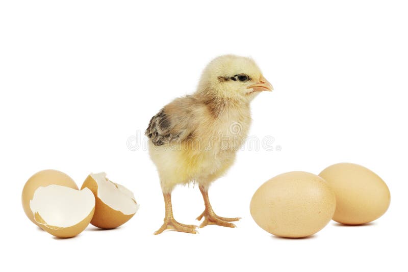 The First Newborn Chick, a Fluffy Young Hen Stock Photo - Image of soft ...