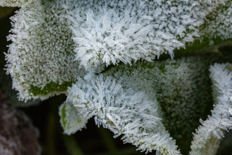 The First Night Frost Turns the Remaining Garden Plants into a ...