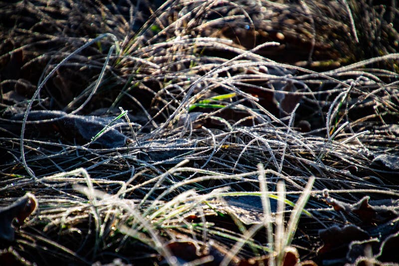 The First Night in November Frosted in White and Green Grass Stock ...