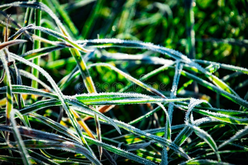 The First Night in November Frosted in White and Green Grass Stock ...