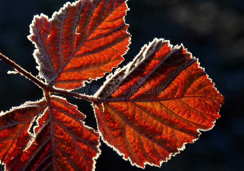 November frost stock image. Image of cold, autumn, winter - 44481
