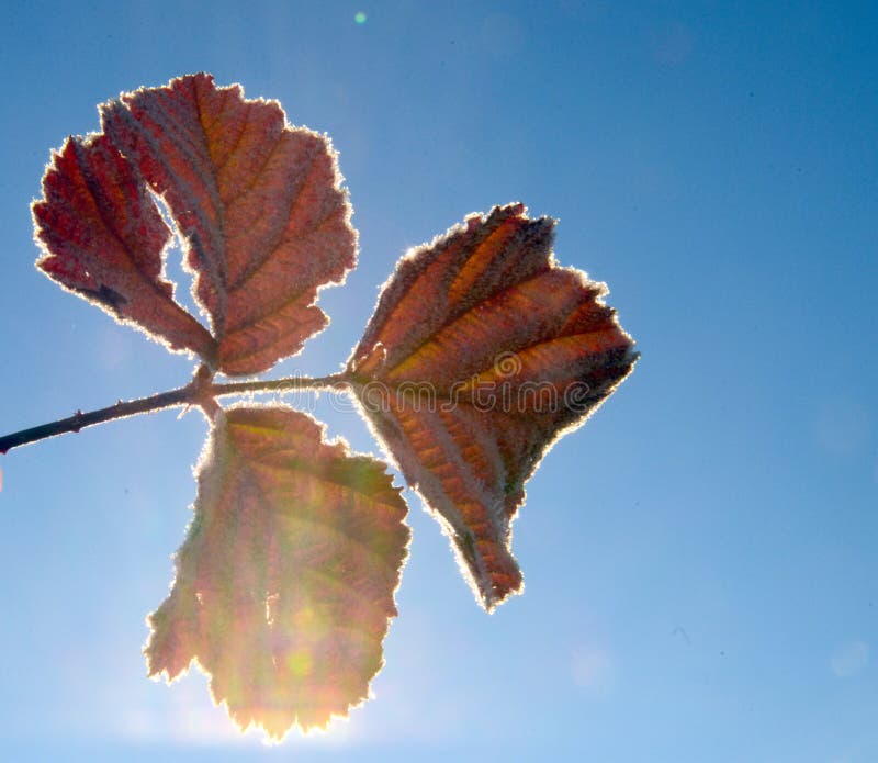 November frost stock image. Image of cold, autumn, winter - 44481