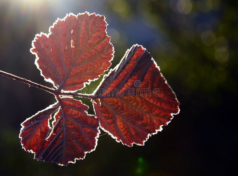 November frost stock image. Image of cold, autumn, winter - 44481