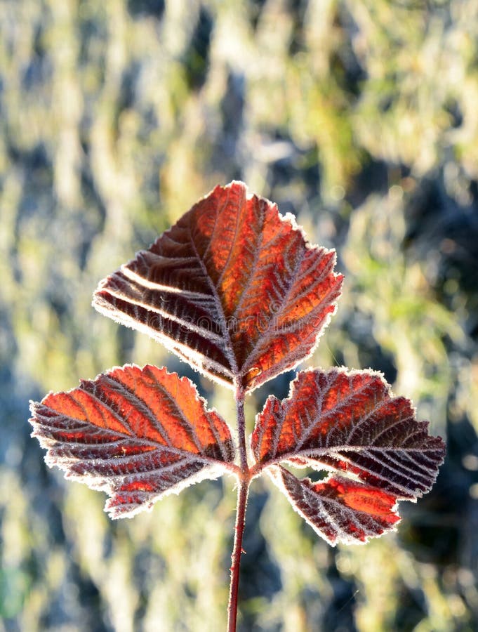 First November Frost on a Leaves Stock Image - Image of brown, natural ...