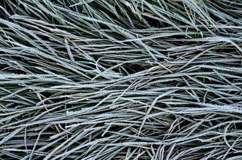 November frost stock image. Image of cold, autumn, winter - 44481