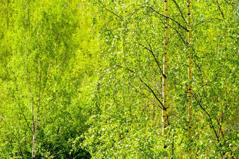 First Open Birch Leaves in City Park. Spring Nature Background with ...
